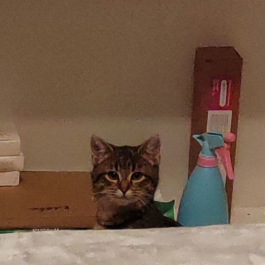 Котенок