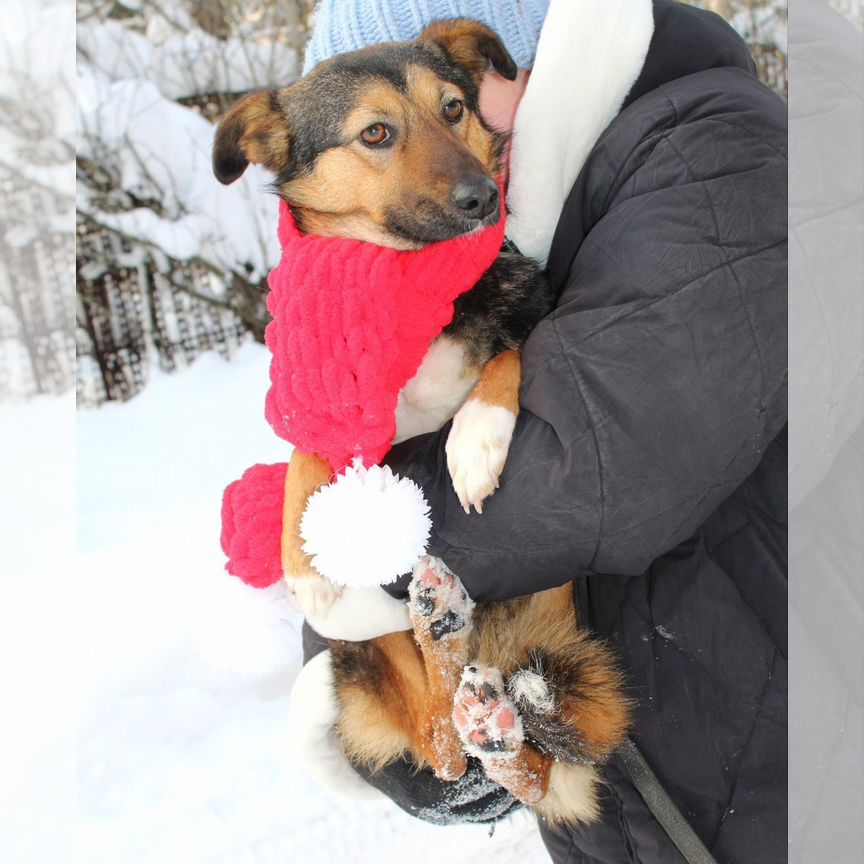 Взрослая собака в добрые руки