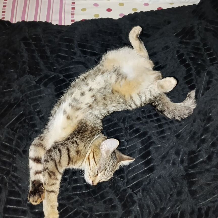 Отдам в добрые руки маленькую кошечку