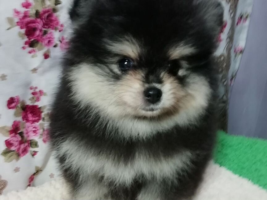 Прелестная девочка помераночка