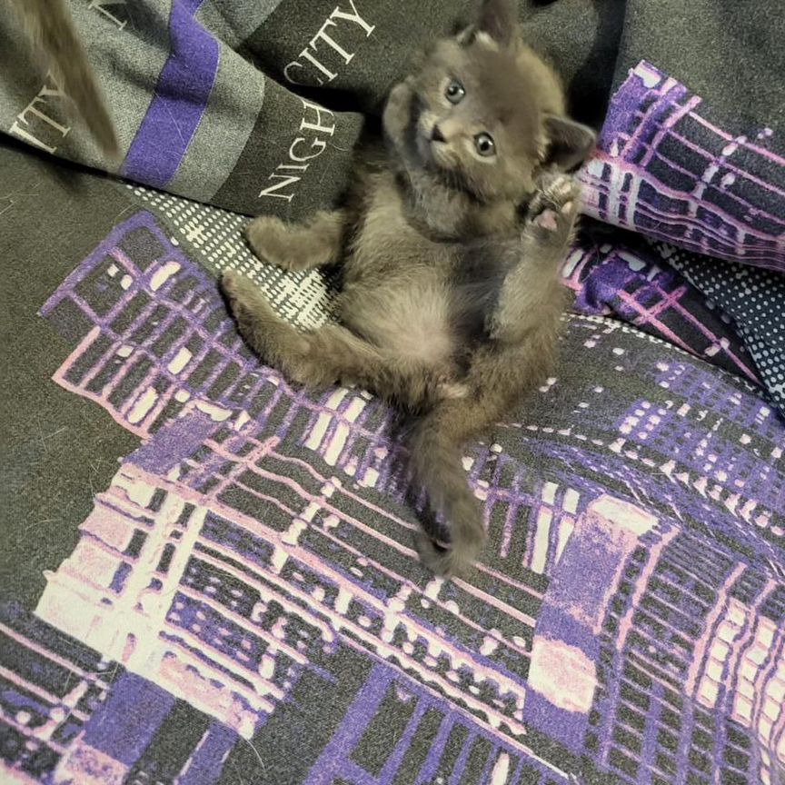Котята в добрые руки 1,5 месяца девчульки