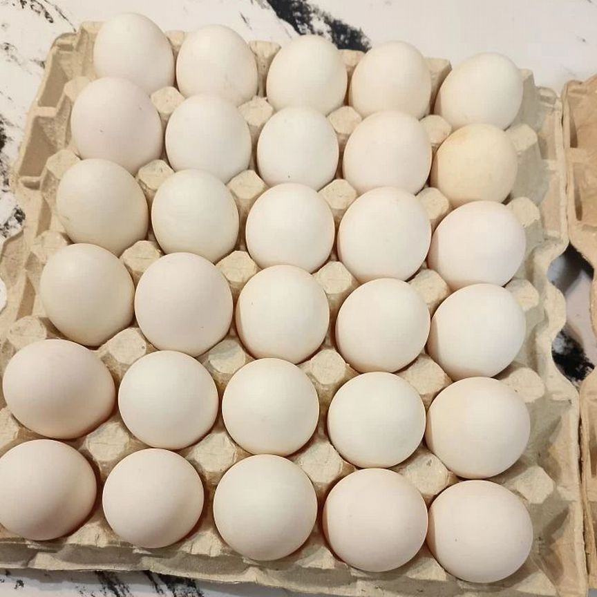 Утиные яйца на инкубацию