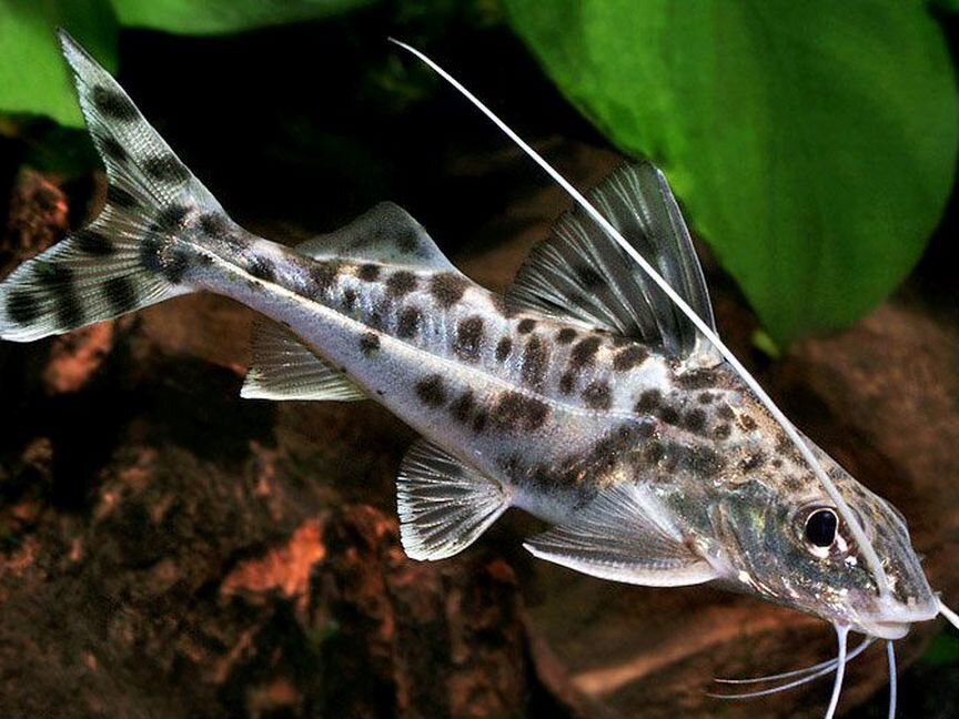 Сомик Пимелодус Полосатый (Pimelodus Blochi)