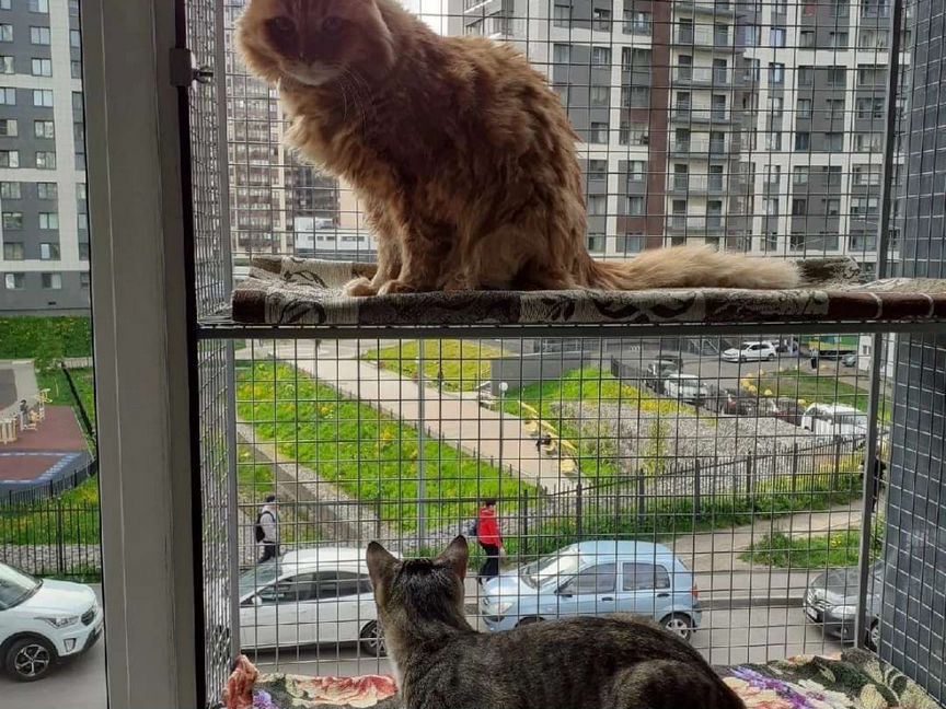 Балкончик для кошек