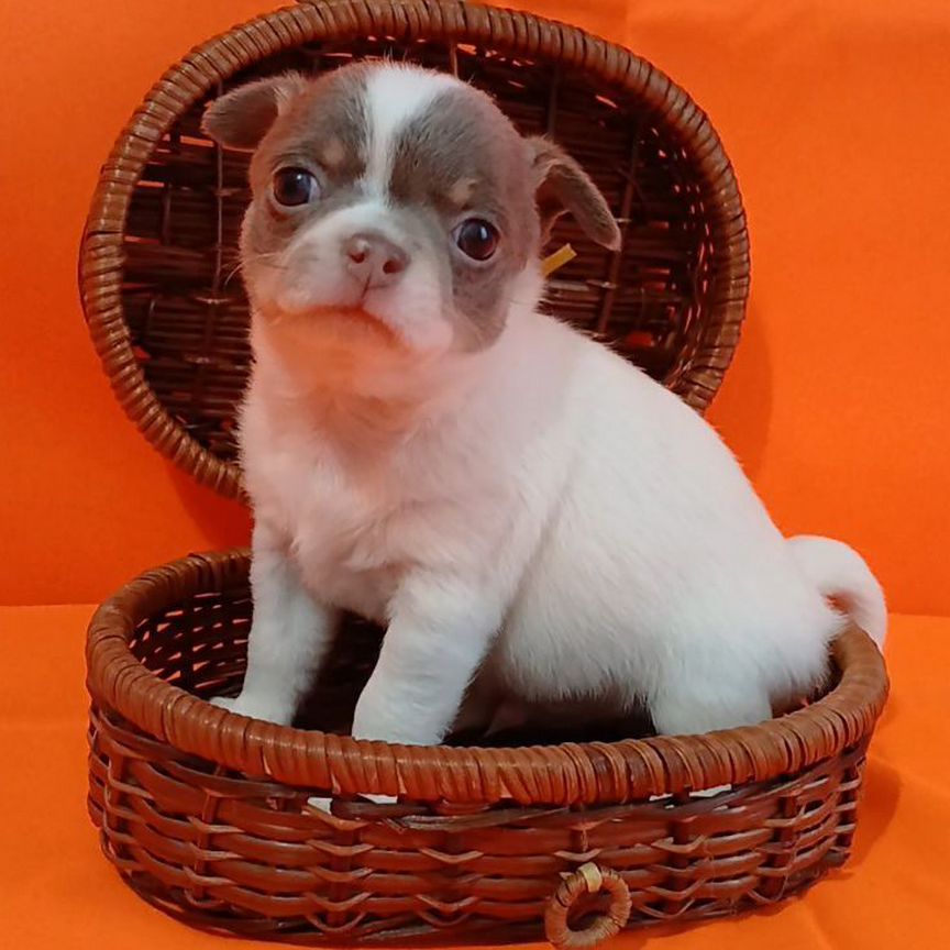 Чихуахуа, щенок