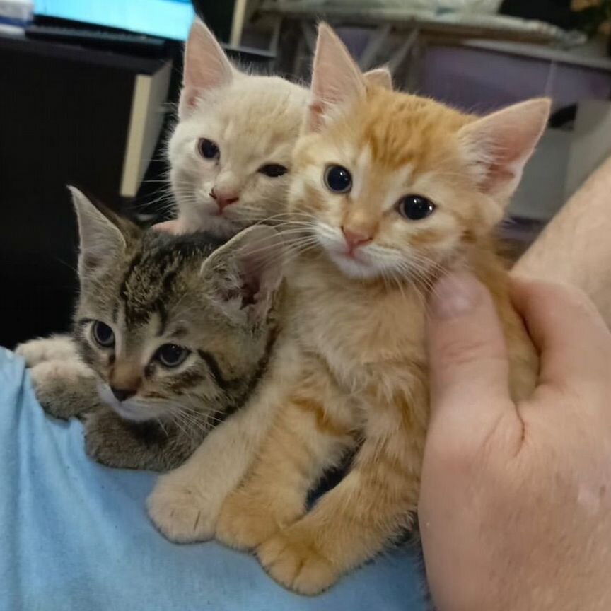 Котёнок в добрые руки