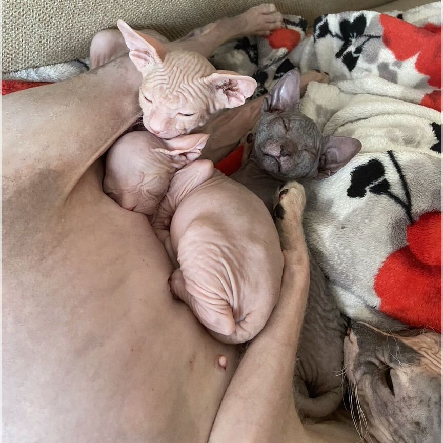 Лысые котята сфинкс
