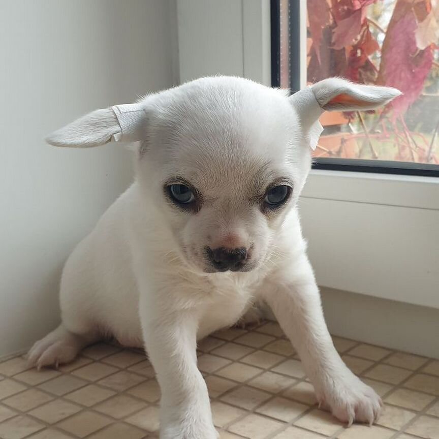 Щенки чихуахуа