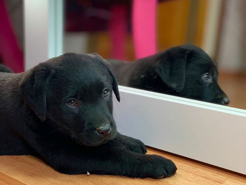 Щенки лабрадора