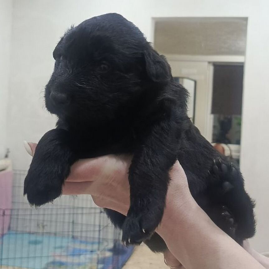 Немецкая овчарка, щенок