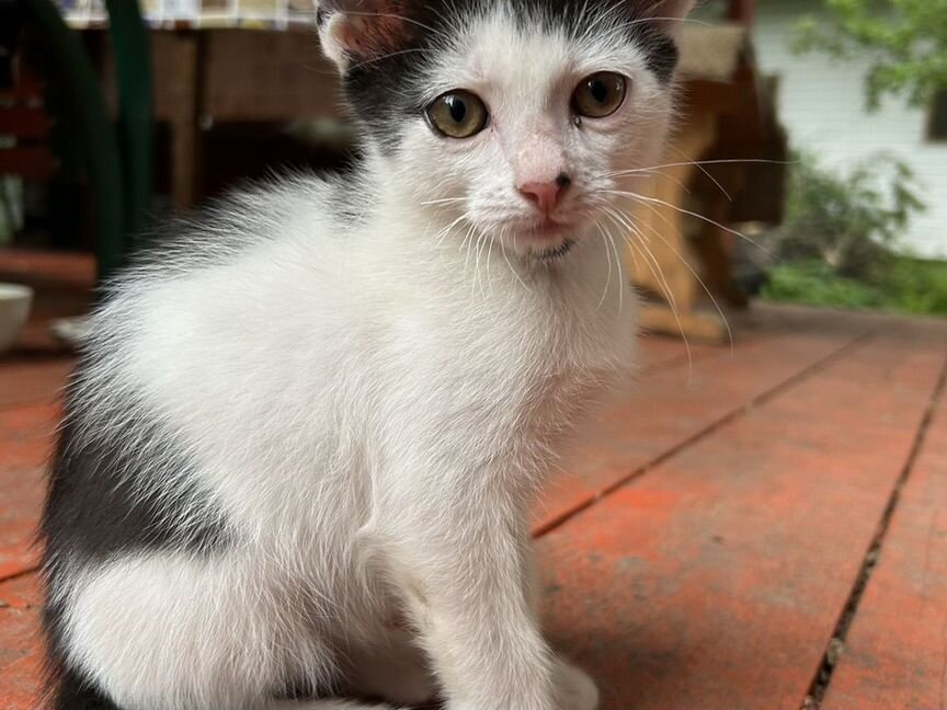 Котята в добрые руки бесплатно