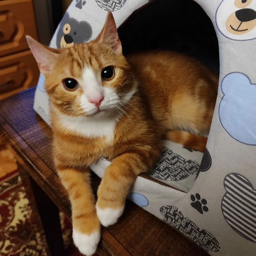 Рыжий котенок мальчик