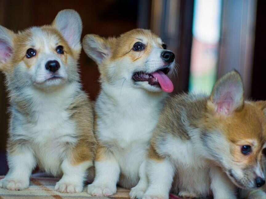 Щенки Корги