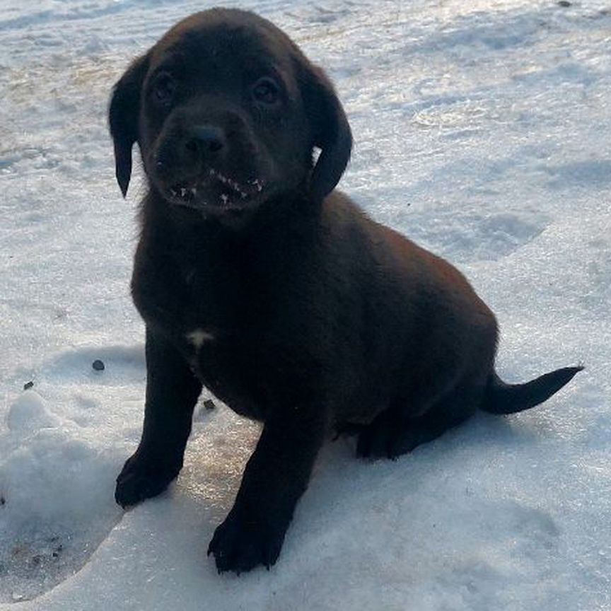 Щенок в добрые руки