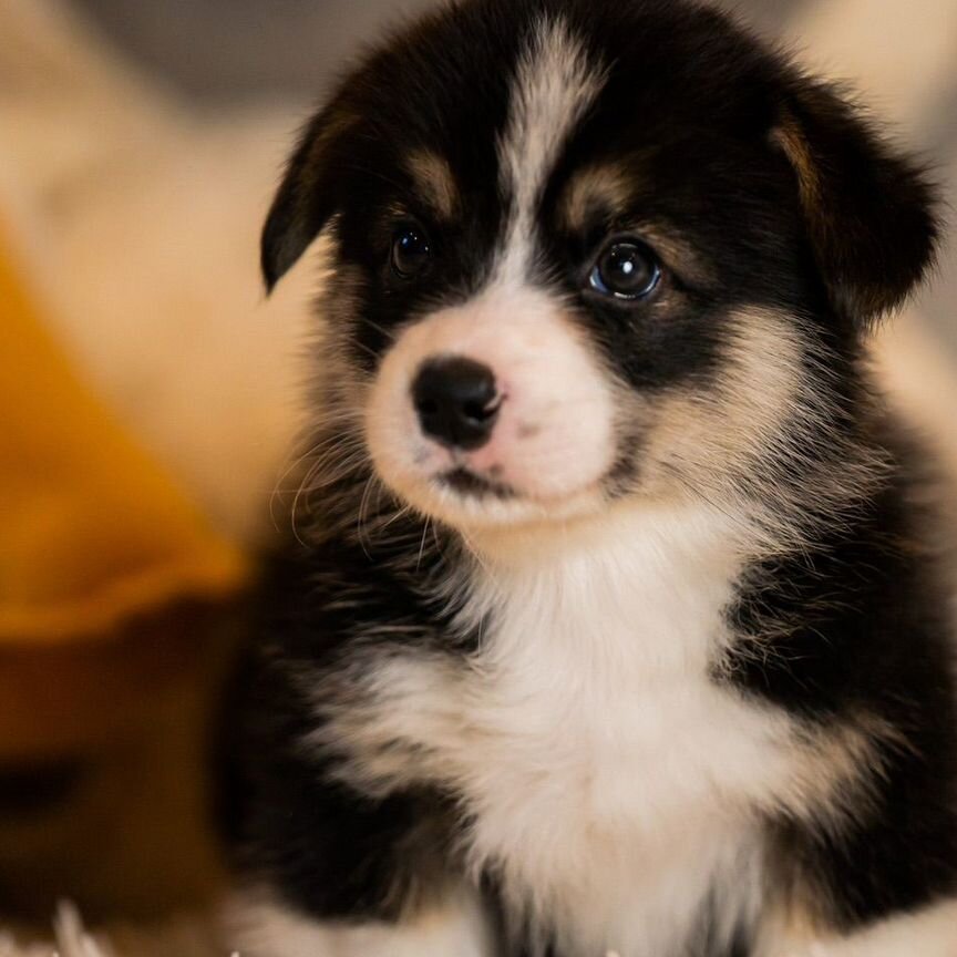 Вельш Корги Пемброк, щенок