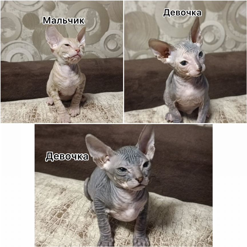 Донской сфинкс котята