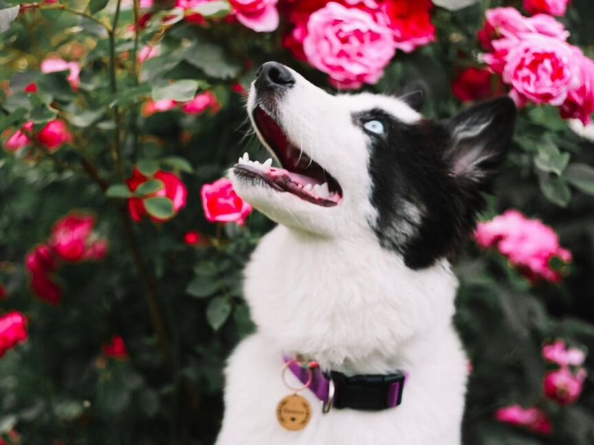 Щенки якутской лайки