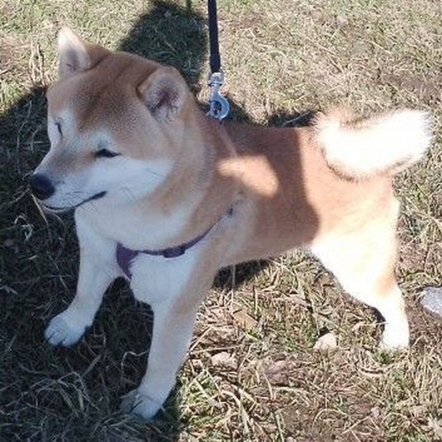 Сиба-ину, вязка