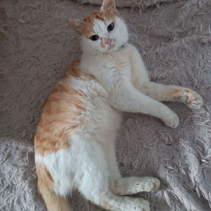Котик в добрые руки