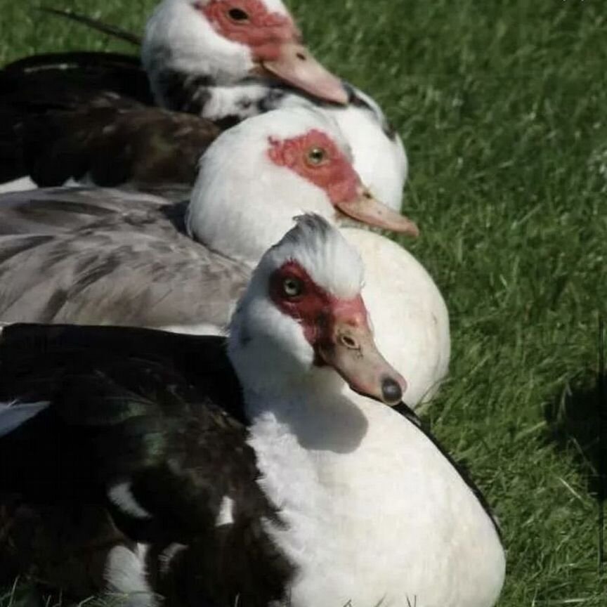 Фавориты и индоутки