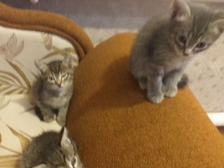 Отдам котиков и кошечек в добрые руки