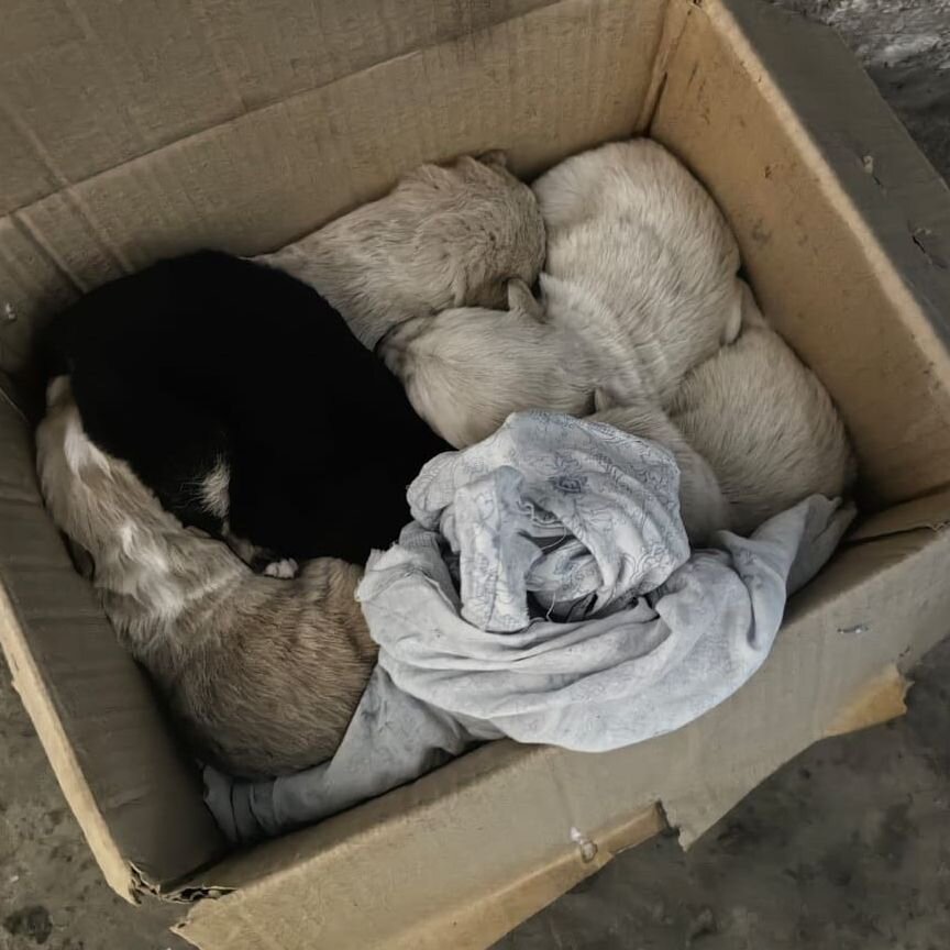 Щенки новорожденные