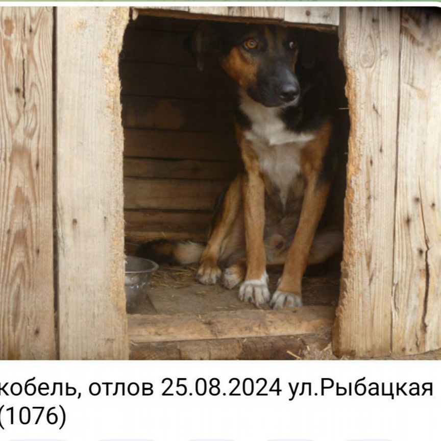 Собака в добрые руки
