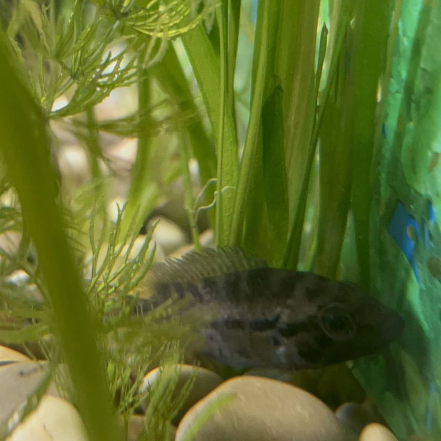 Рыбки цихлиды