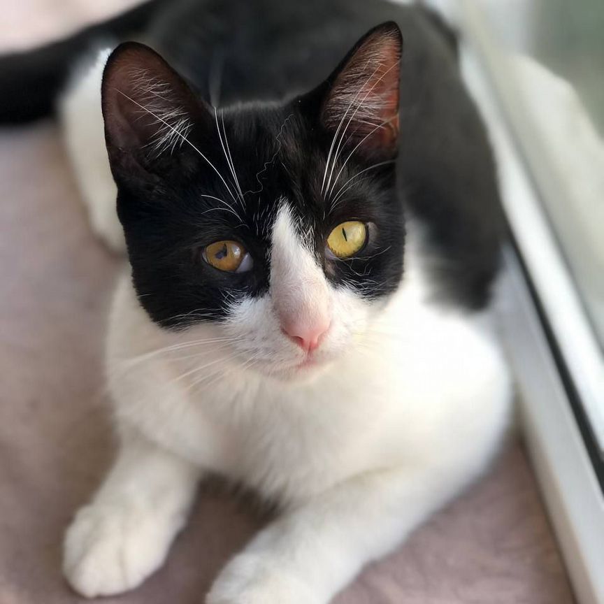 Котёнок Бэтмен