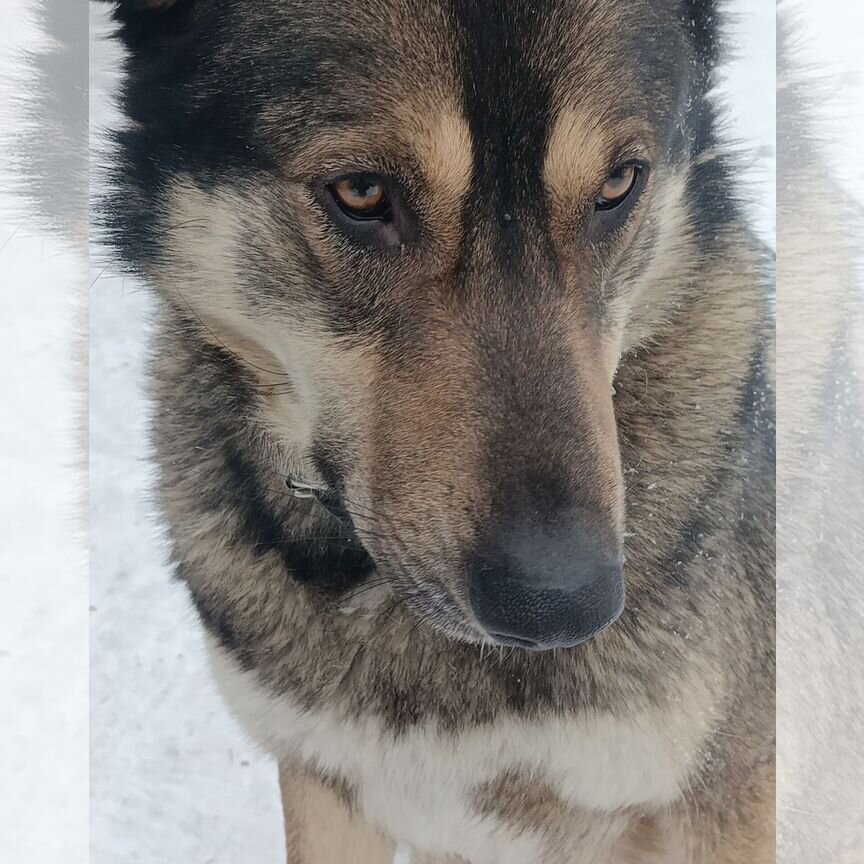 Собачка большая