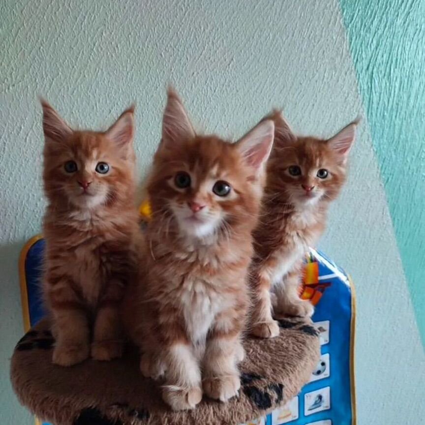 Котята