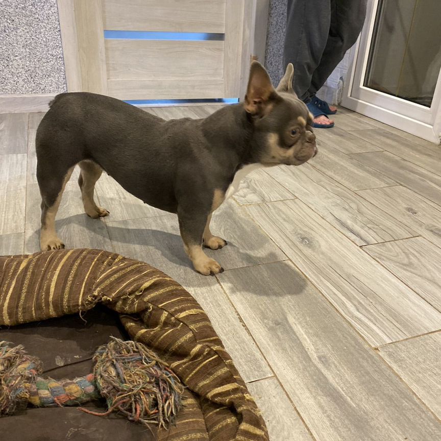 Французский бульдог девочка с ношением изабеллы