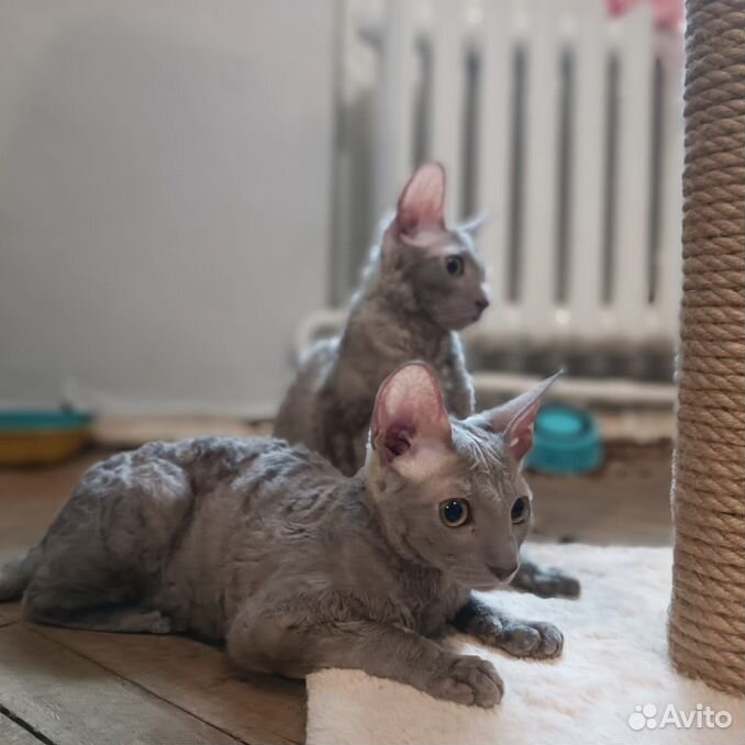 Продам котят корниш рекс