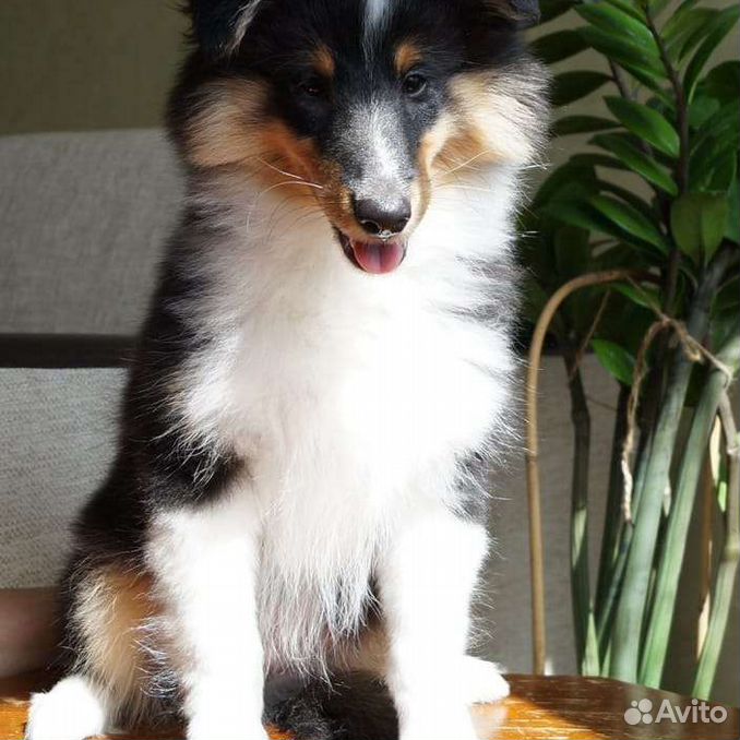 Продам собаку Шелти (кровь чемпионов)