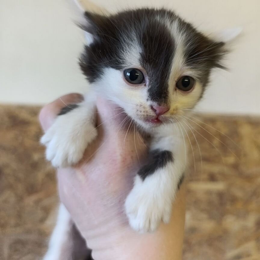 Котёнок в добрые руки