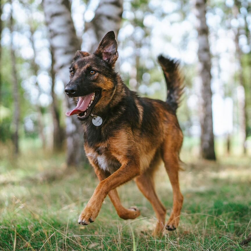 Конфетка ищет дом