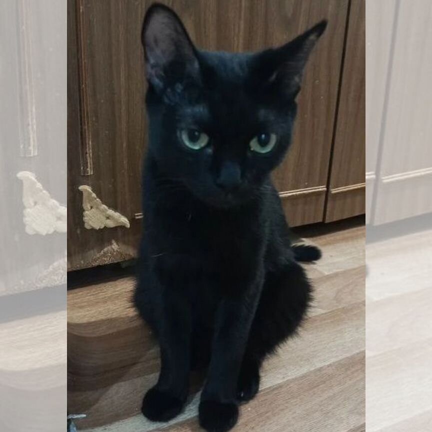 Взрослая, кошка в добрые руки