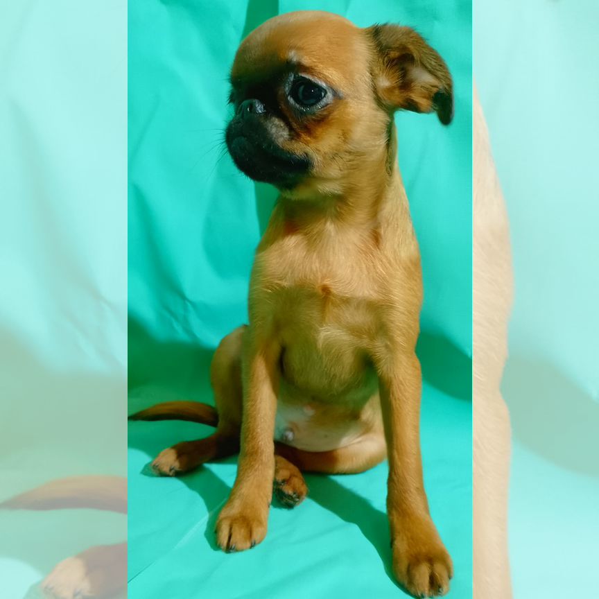 Пти-брабансон, щенок