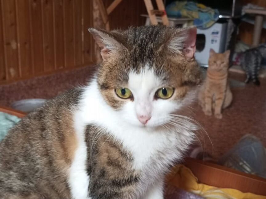 Кошечка Сима в добрые руки