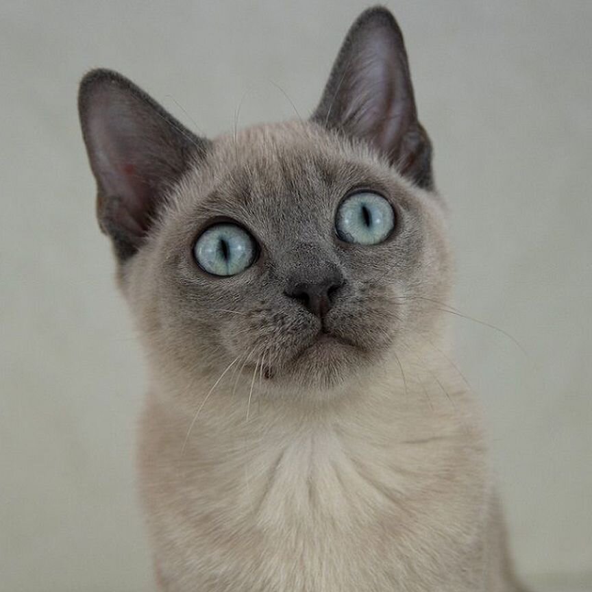 Тонкинез, тонкинский котенок