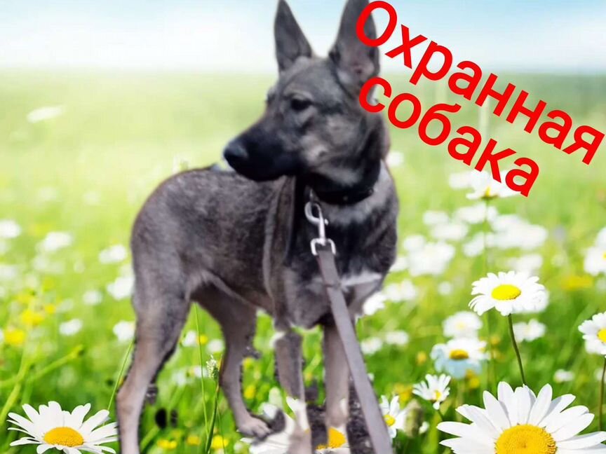 Молодая собака охранница Герда