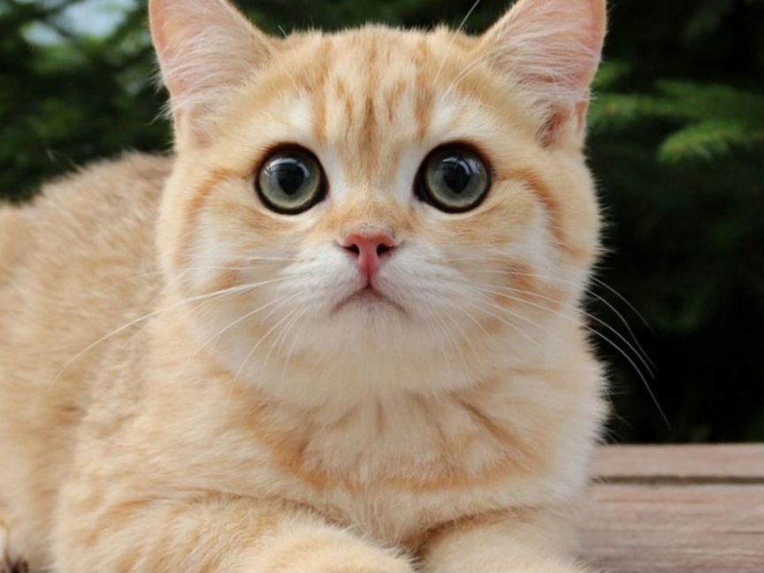 Шотландский кот. Скоттиш страйт