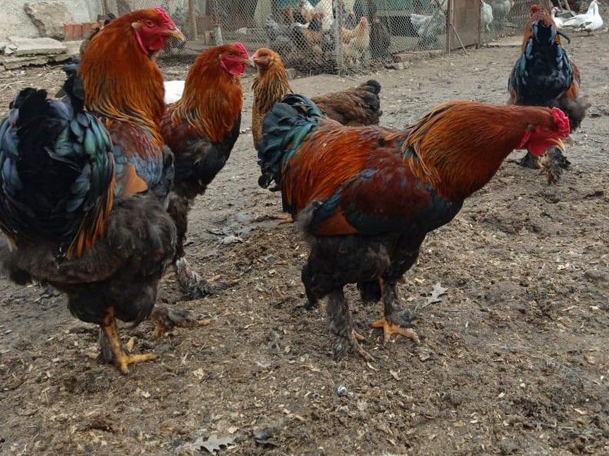 Молодые петухи брама