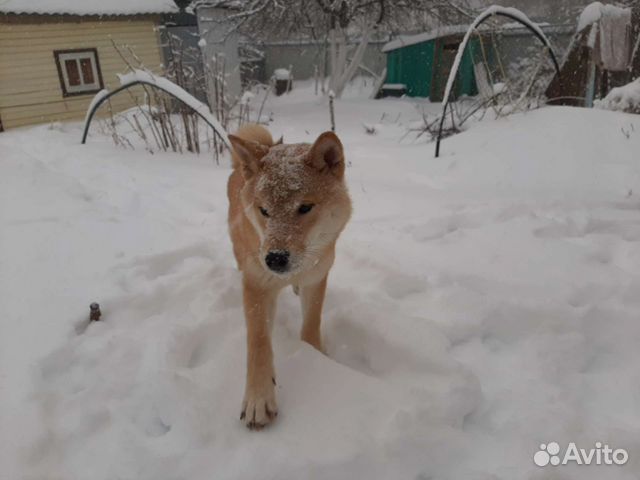 Щенок сиба ину