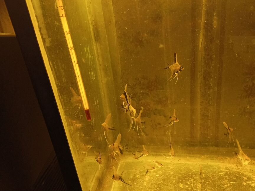 Малек скалярии