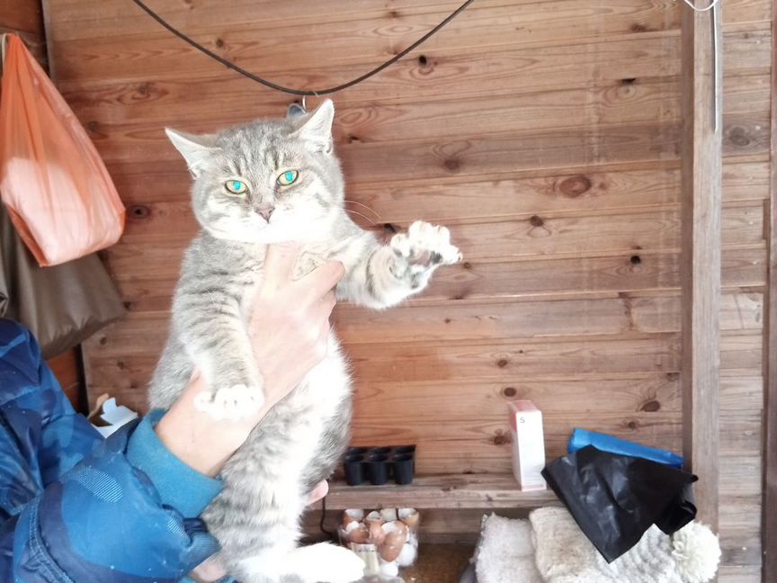 Отдам котят в добрые руки