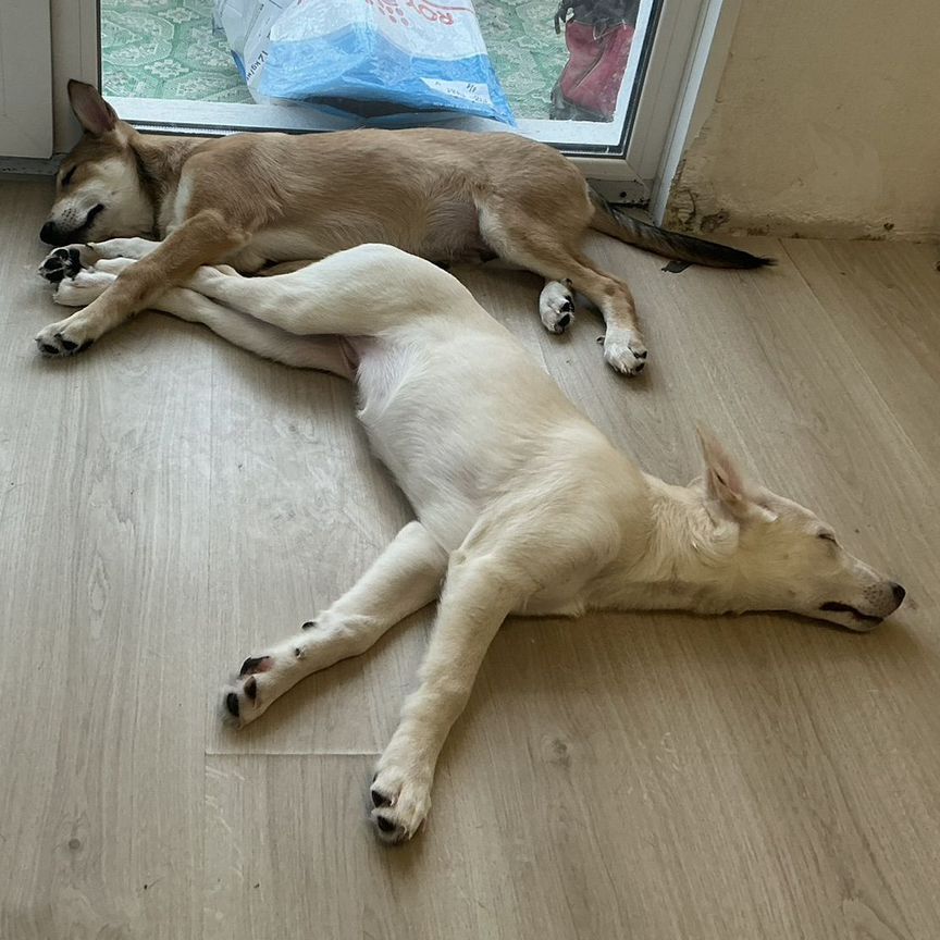 Лайка, щенок