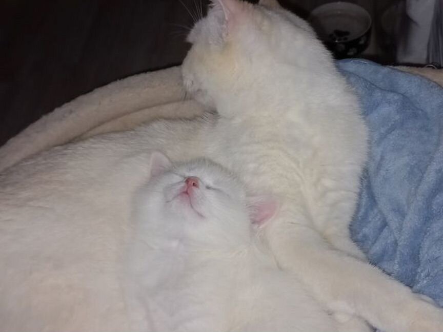 Шотландские котята, белая кошечка