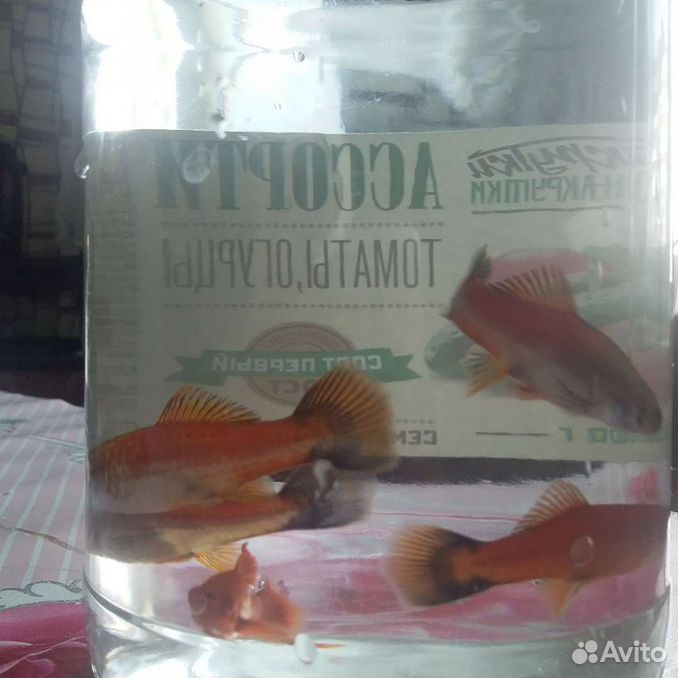 Аквариумные рыбки меченосцы.7 штук