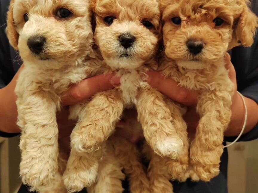 Мальтипу щенки мини и стандарт